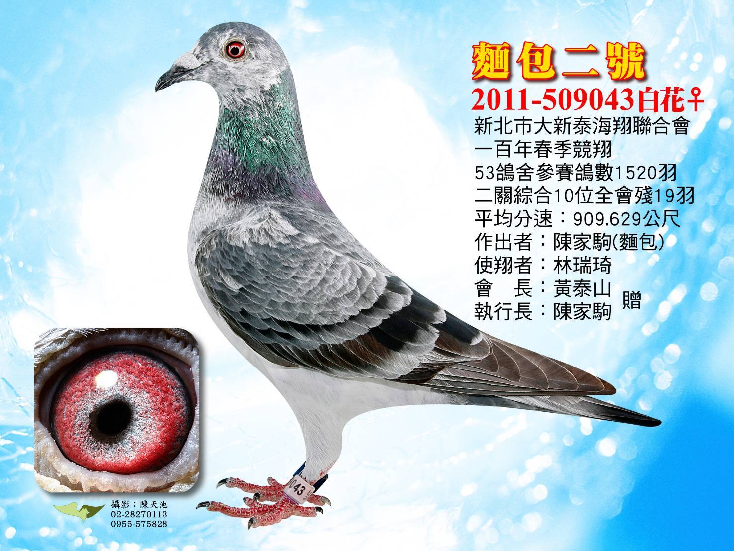 好鴿網 nicepigeon 台灣賽鴿拍賣網站最佳首選!